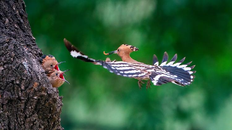 Chinese scientists find new evidence of birds' reproductive evolution ...