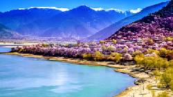 Nyingchi: The Tibetan peach blossom heaven - CGTN