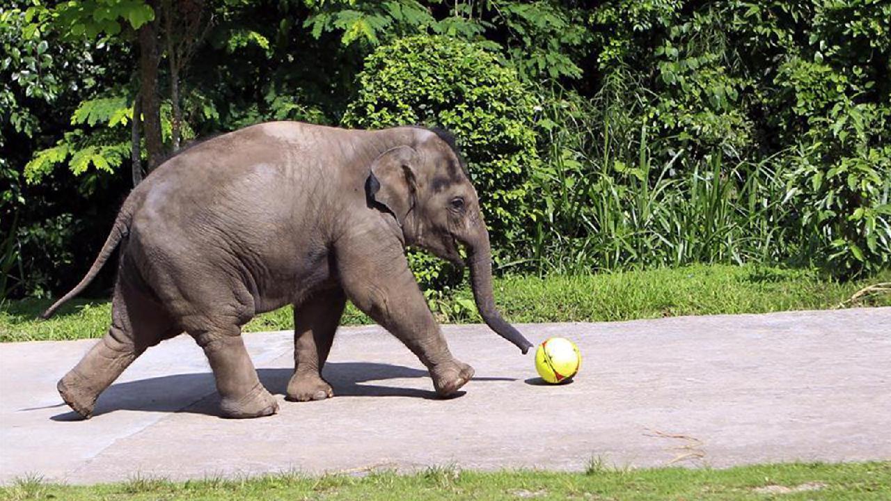 Live: Join a celebrity elephant's birthday bash in SW China - CGTN