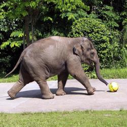 Live: Join a celebrity elephant's birthday bash in SW China - CGTN