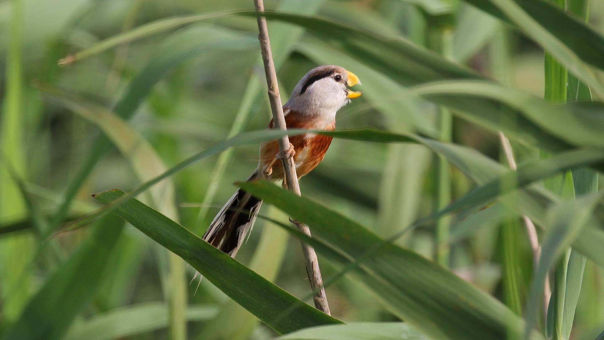 'Panda of birds' the reed parrotbill settles in E China - CGTN