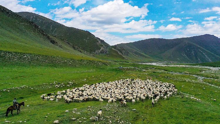 Herds enjoy summertime in Bayingol of NW China's Xinjiang - CGTN