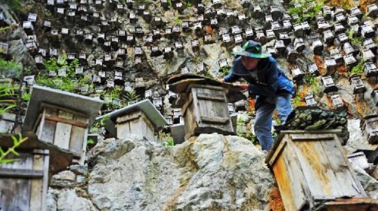 Live: Beekeepers in C China collect honey from hives on steep cliff - CGTN