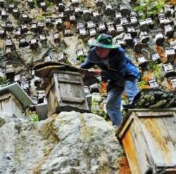 Live: Beekeepers in C China collect honey from hives on steep cliff - CGTN