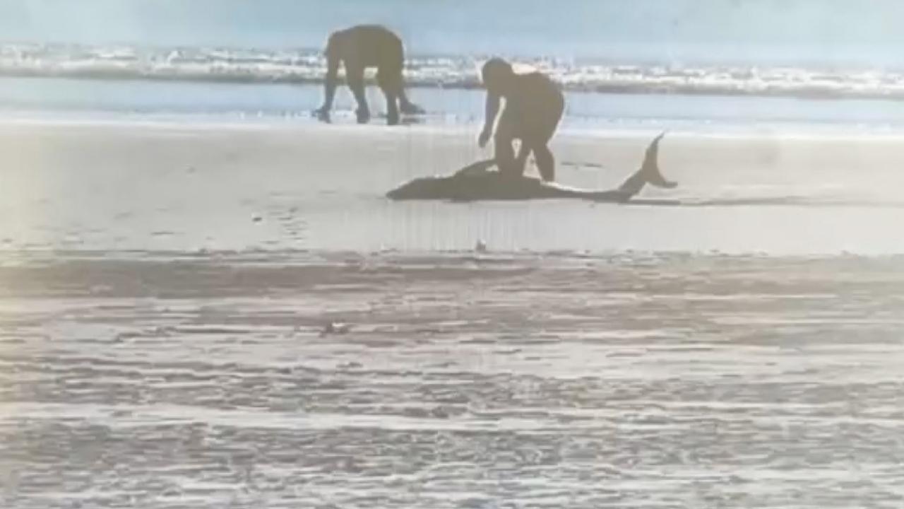 Chinese soldiers save beached dolphin while training by the sea - CGTN