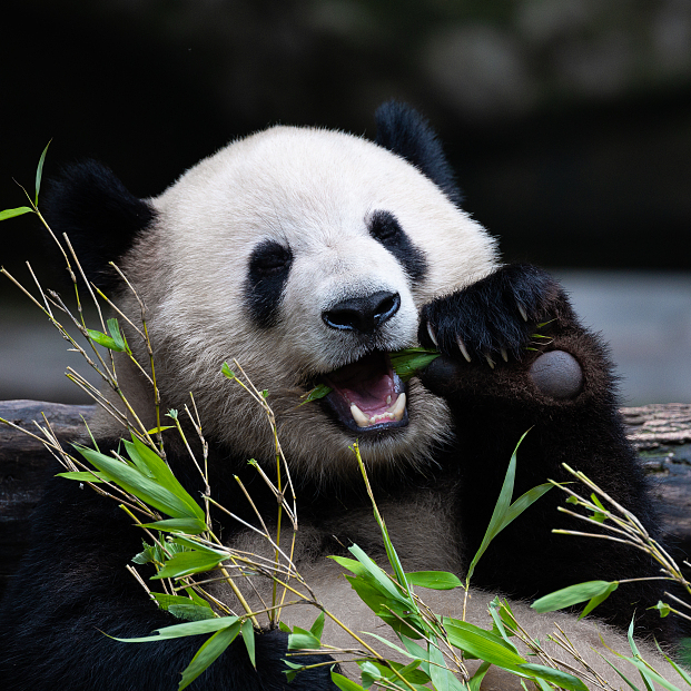 Live: Panda at the National Zoo in U.S. could soon give birth - CGTN