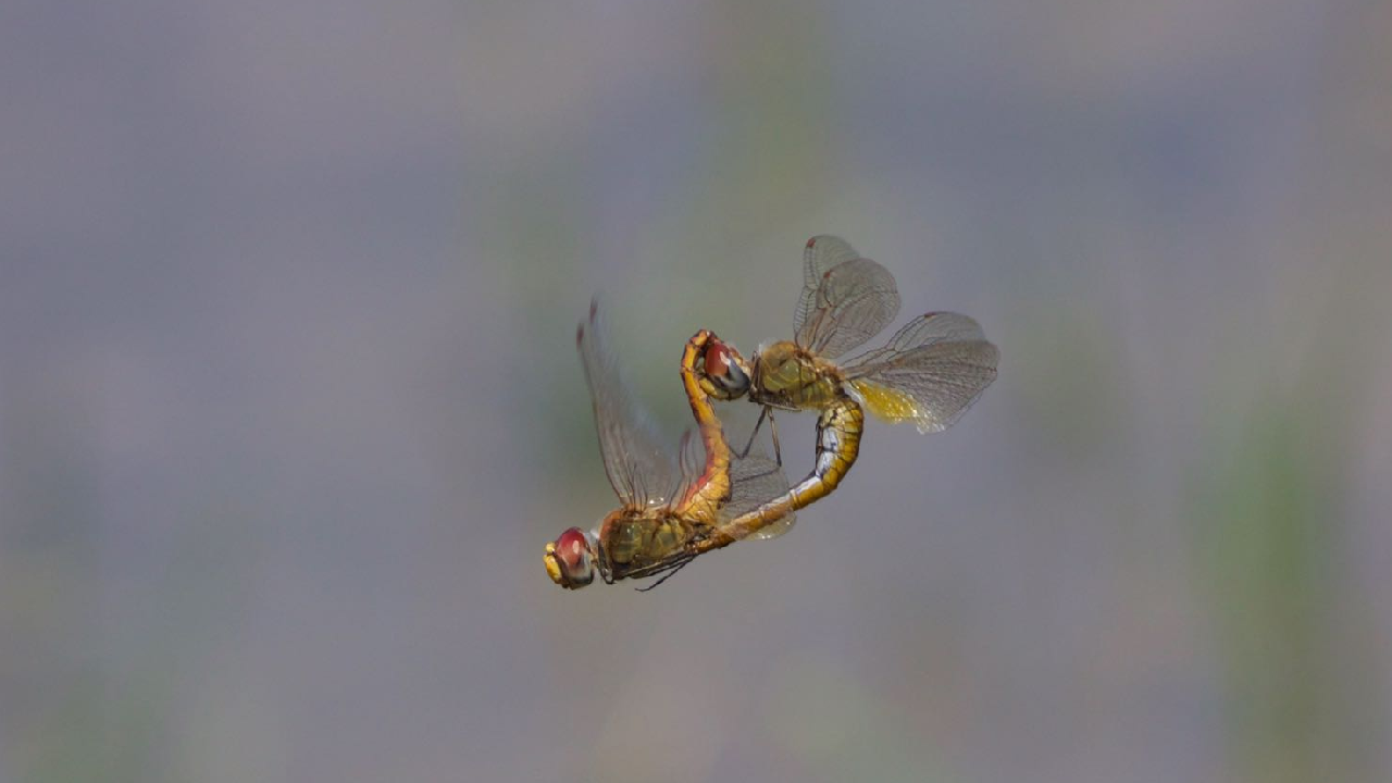 Male dragonflies clasp females to ensure paternity of offspring - CGTN