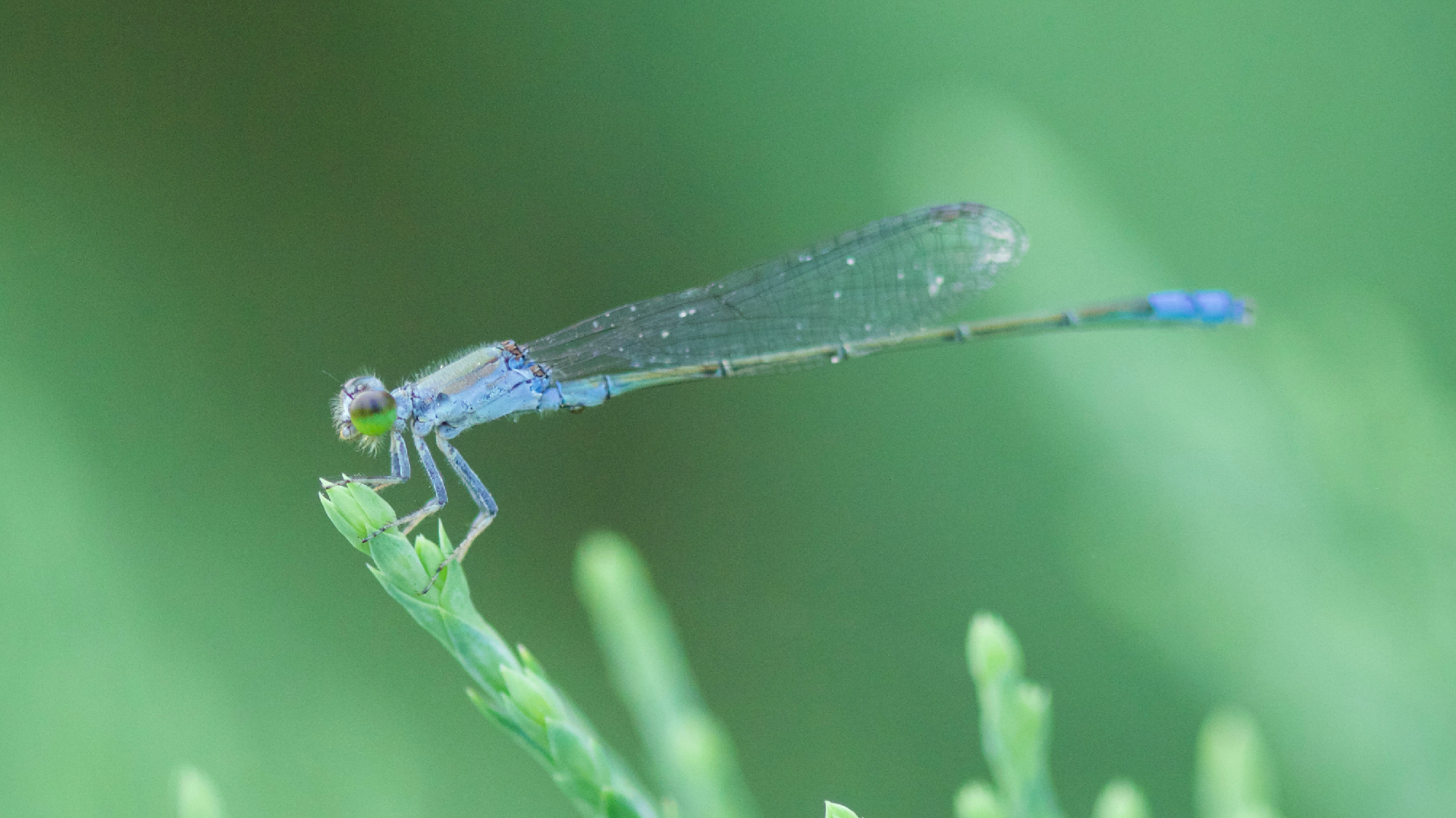 The colorful world of dragonflies - CGTN