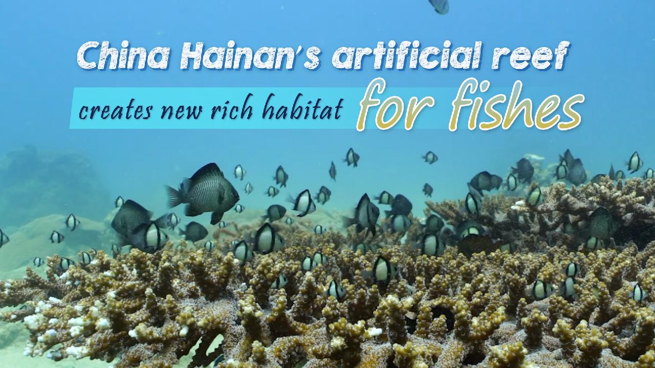 China Hainan's artificial reef creates new rich habitat for fishes - CGTN