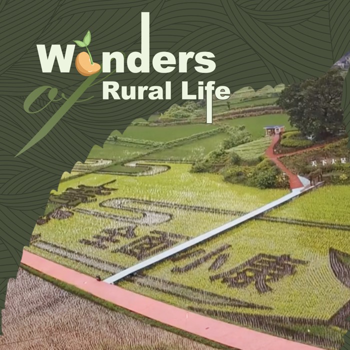 Live: Stunning rice paddy art boost tourism - CGTN