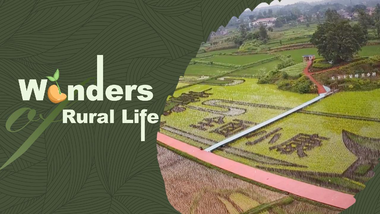 Live: Stunning rice paddy art boost tourism - CGTN