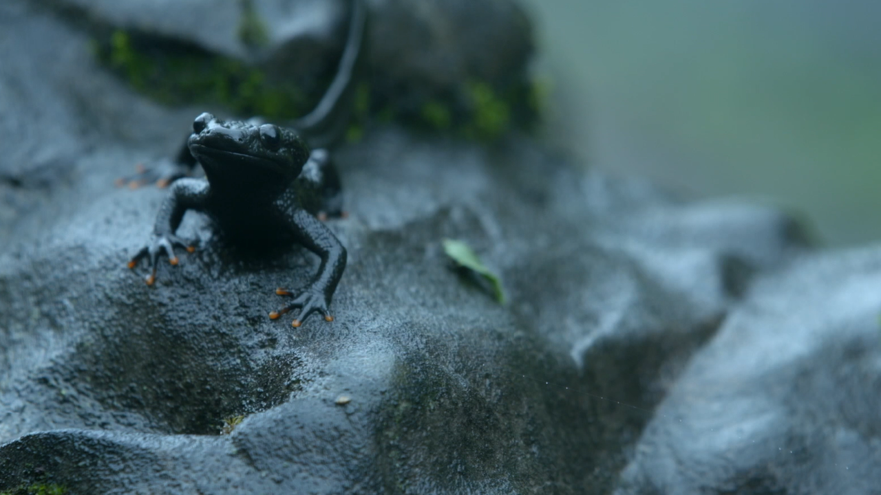 Born weather forecaster - CGTN