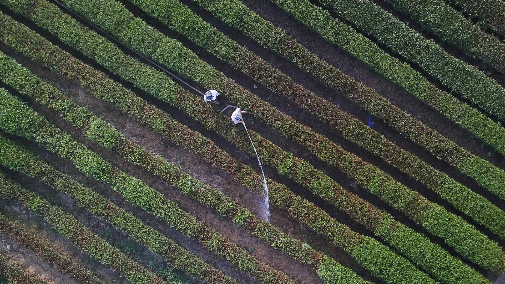 West Lake Longjing tea trees 'scorched' by the summer heat - CGTN