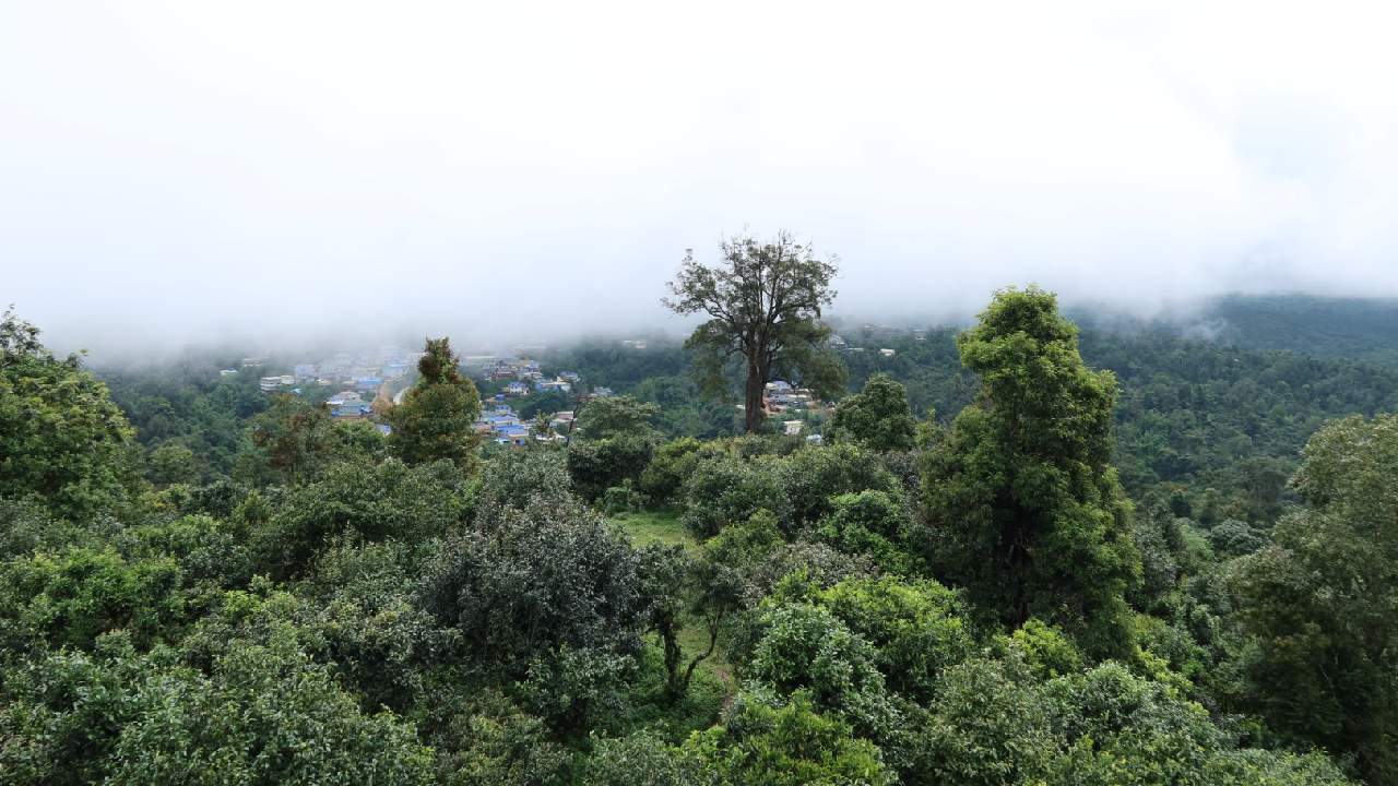 Hekai Tea Mountain: A humid biodiversity hotspot - CGTN
