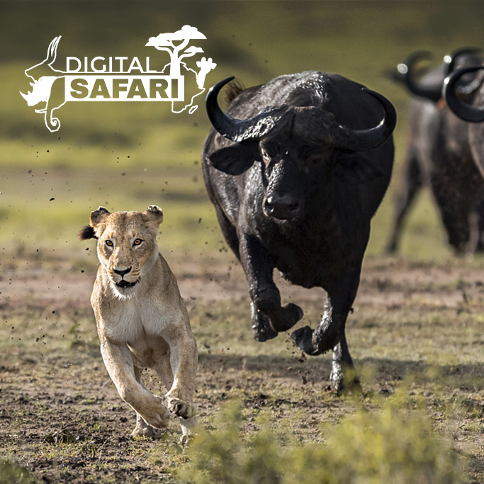 Live: Pick up your favorite characters in the African wild - CGTN