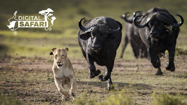 Live: Pick up your favorite characters in the African wild - CGTN