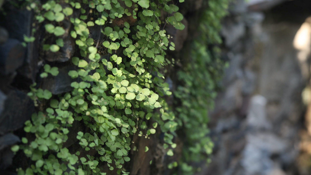 Plants That Crawl Up Walls