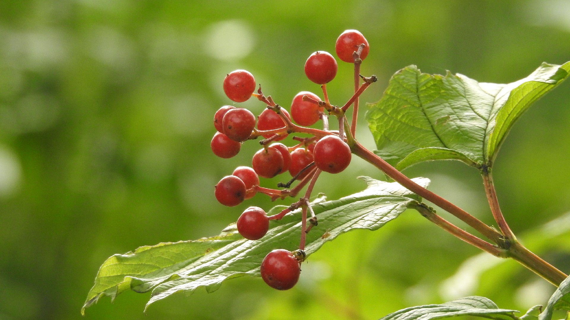 City of Wild: An early autumn adorned with sparkling red fruits - CGTN
