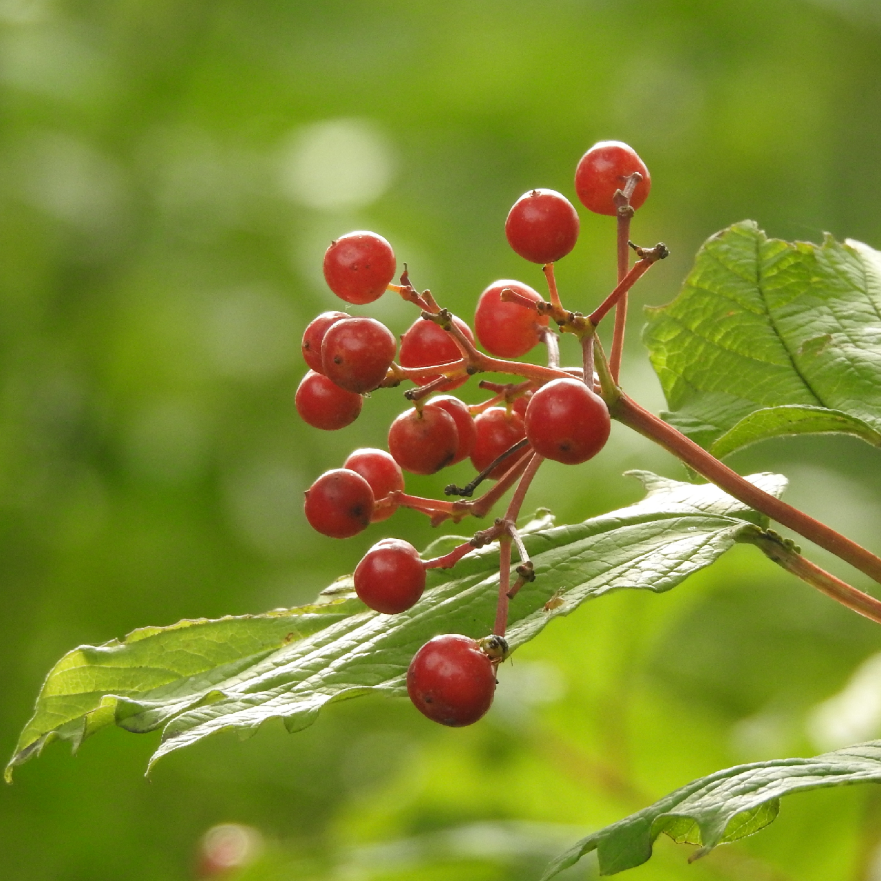 City of Wild: An early autumn adorned with sparkling red fruits - CGTN