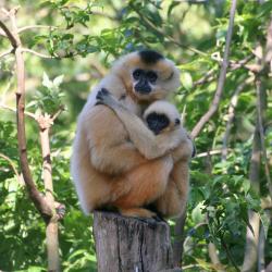 Hainan Gibbons Rarer Than Pandas Get A New Baby Cgtn