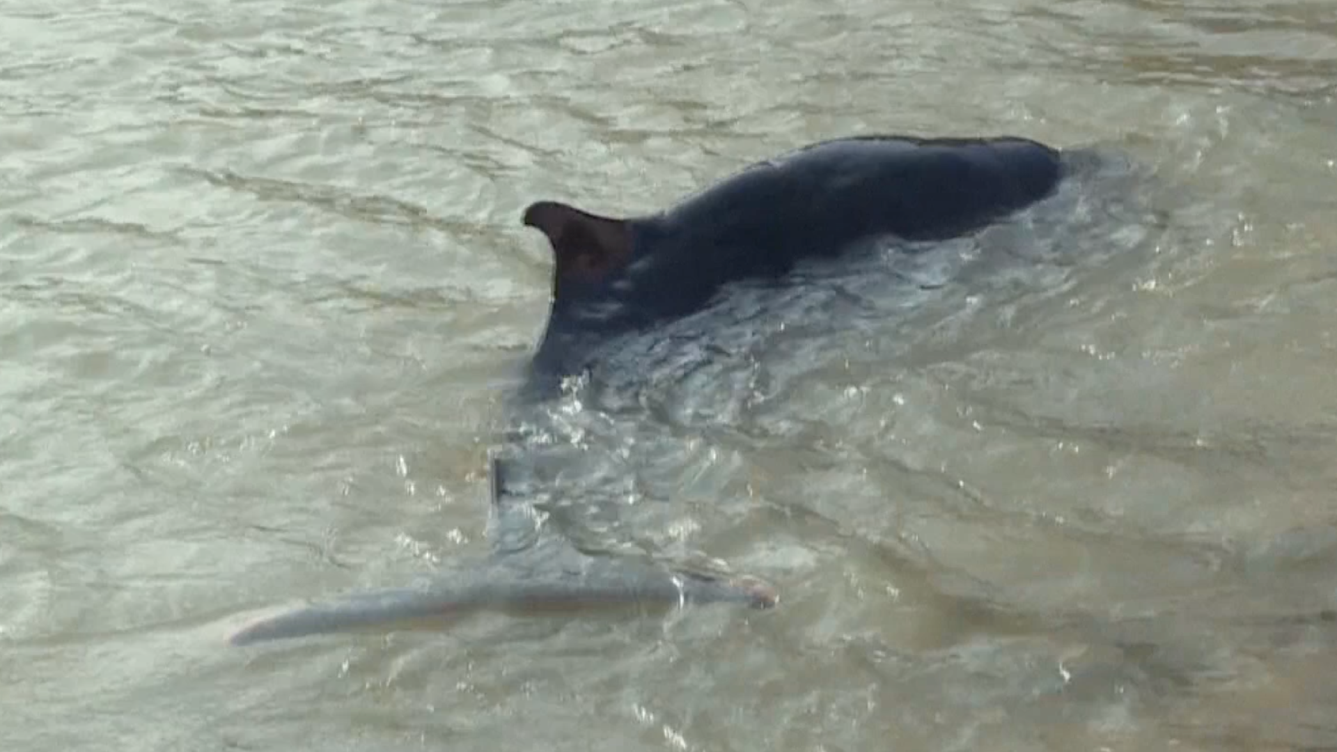 Rare dwarf sperm whale rescued in E China - CGTN