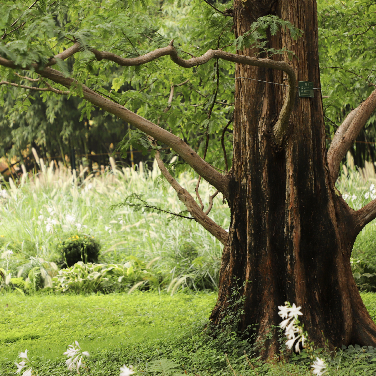 Urban nature's healing moments: Hidden story in Zizhuyuan Park - CGTN