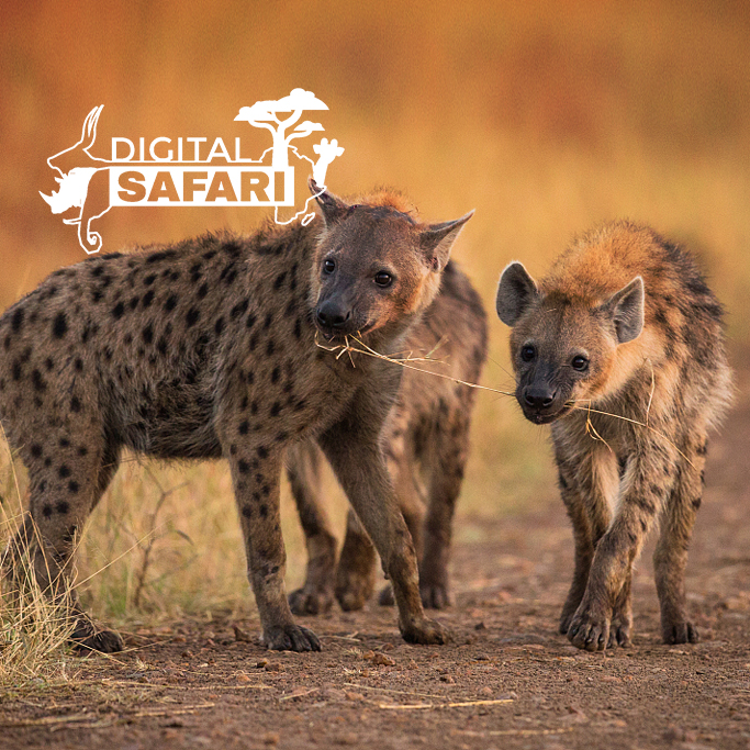 Live: Are hyenas clans the fiercest in the Maasai Mara? - CGTN