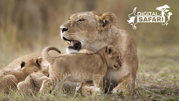 Live: Follow the lion prides in the Maasai Mara - CGTN