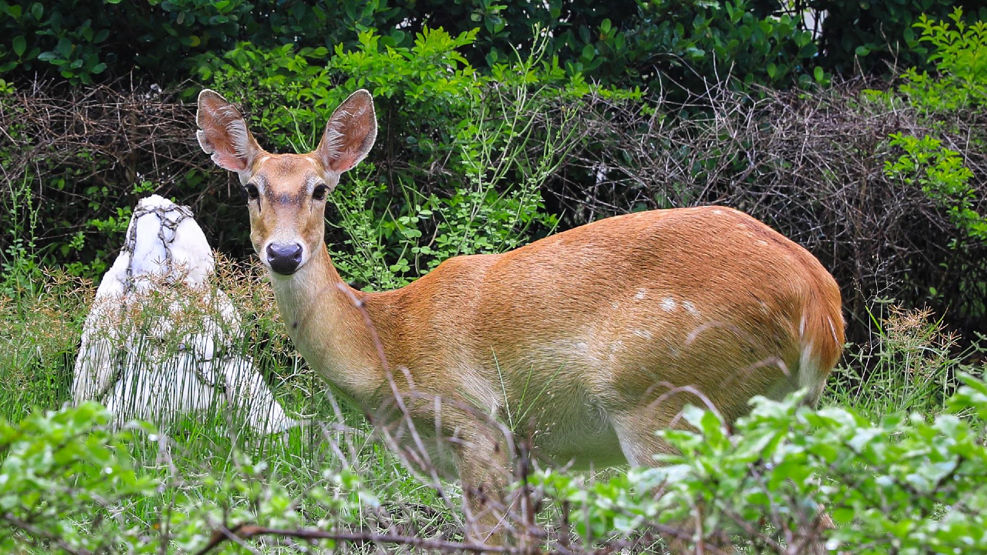 Hainan Eld's deer enter breeding season - CGTN