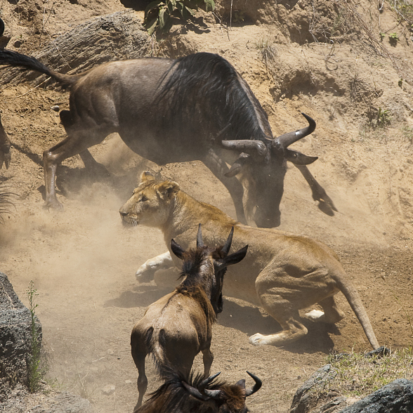 Digital Safari: Who are the major predators that feed on wildebeest? - CGTN