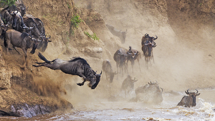 Digital Safari: Who are the major predators that feed on wildebeest? - CGTN