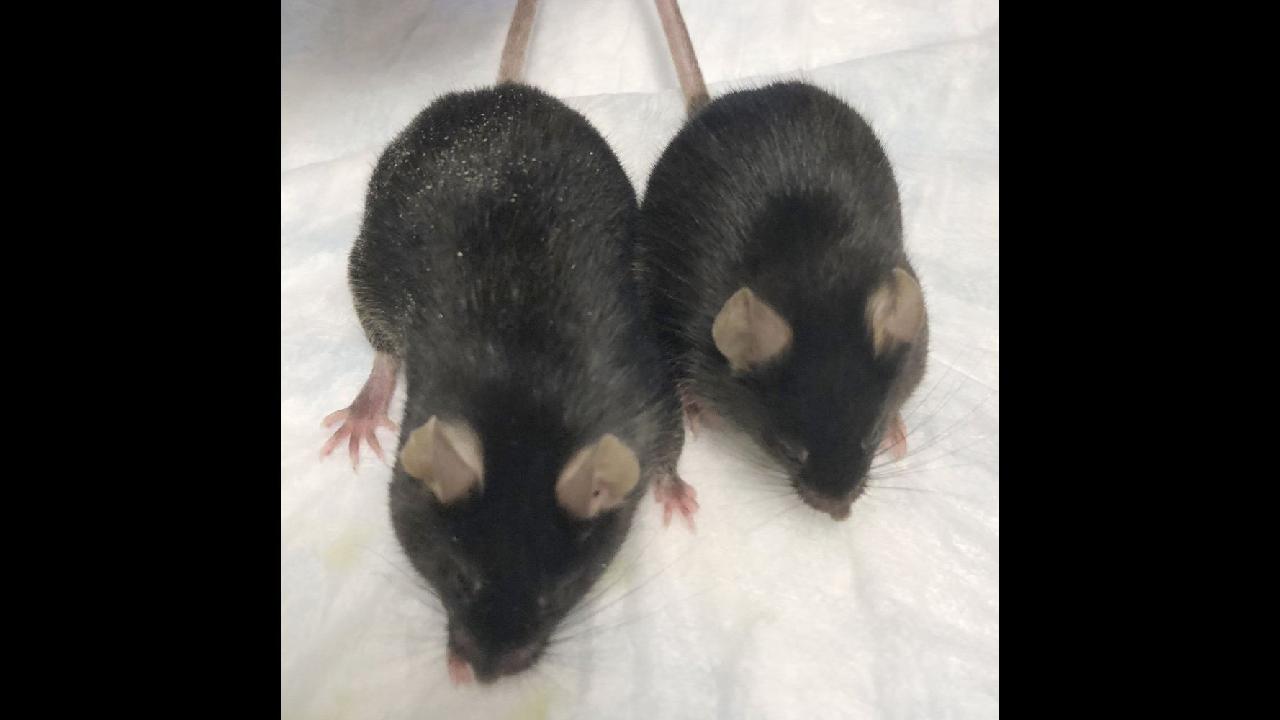 'Mighty mice' stay musclebound in space, boon for astronauts - CGTN