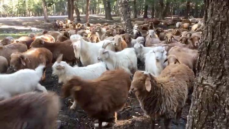 Have you seen an Altay sheep before? - CGTN