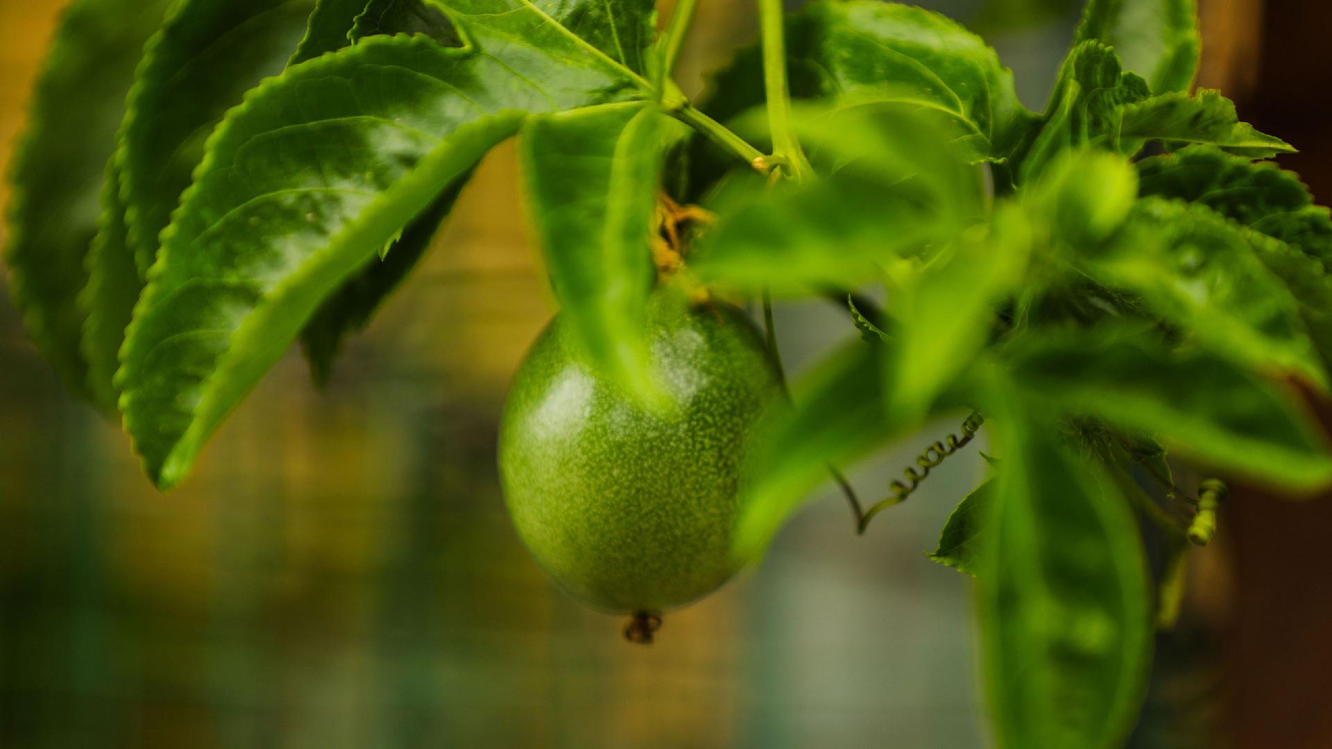 The 'hundred-flavor-fruit' that thrives in China's Yunnan - CGTN