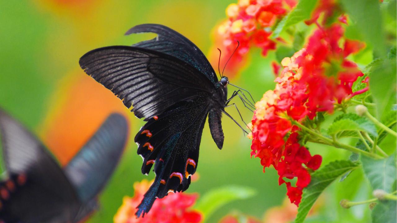 Autumn blossoms attract swallowtail butterflies in E China - CGTN