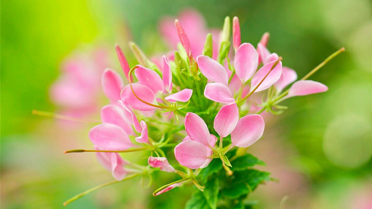 Spider flower: The flower with a distinctive display - CGTN