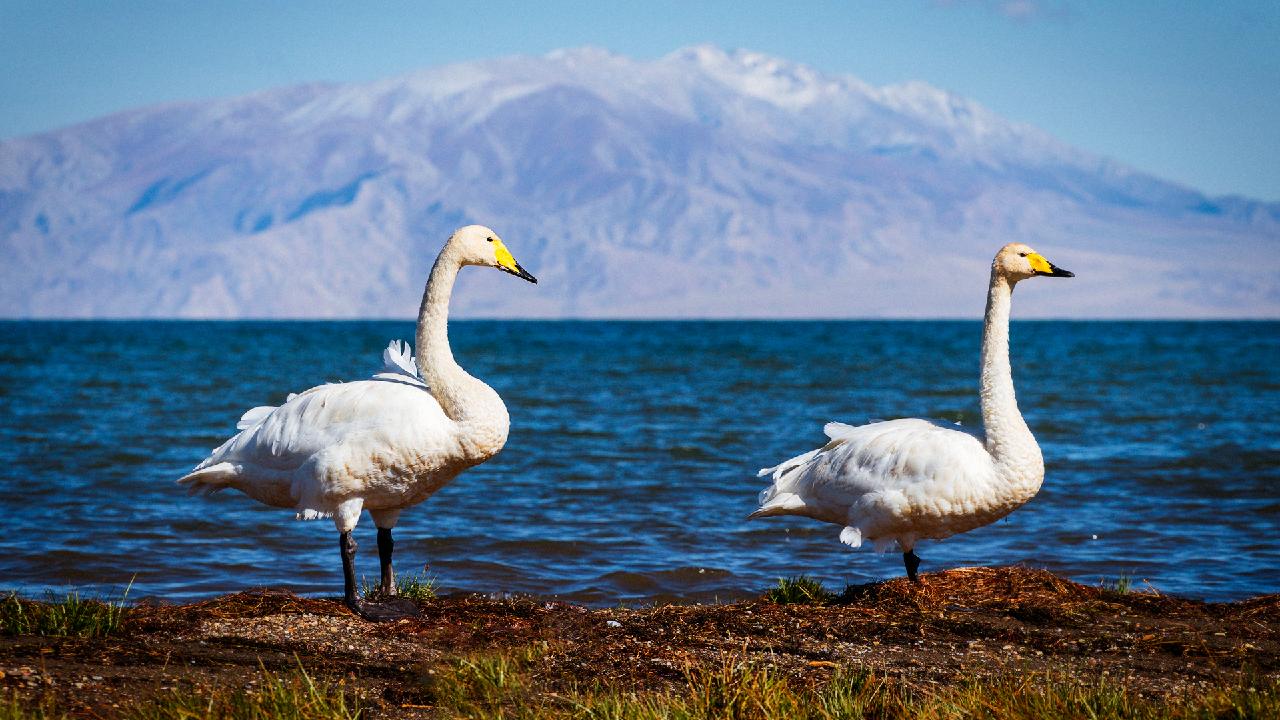 Sayram Lake: A shining sapphire on the Silk Road - CGTN