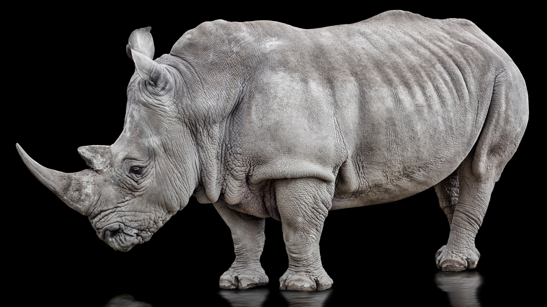 Rhino Muscle Anatomy