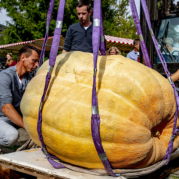 Dutch Pumpkin Growing Championship 2020 kicks off - CGTN
