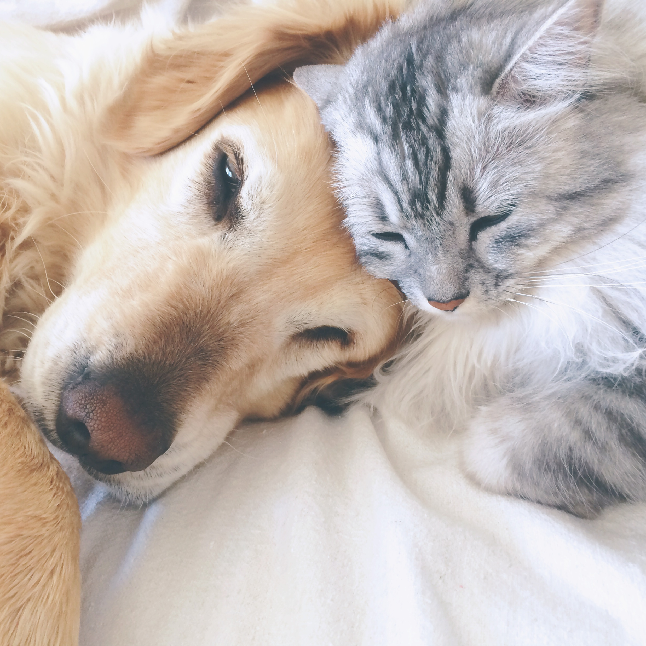 The Chat Room: Exploring the human-animal bond during the pandemic - CGTN