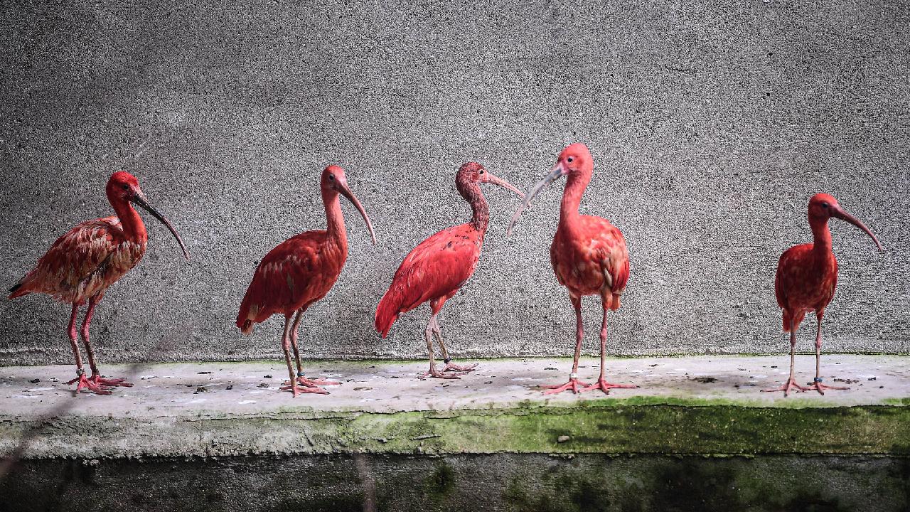 Birds at Shenyang's bird island to greet tourists on October 1 - CGTN