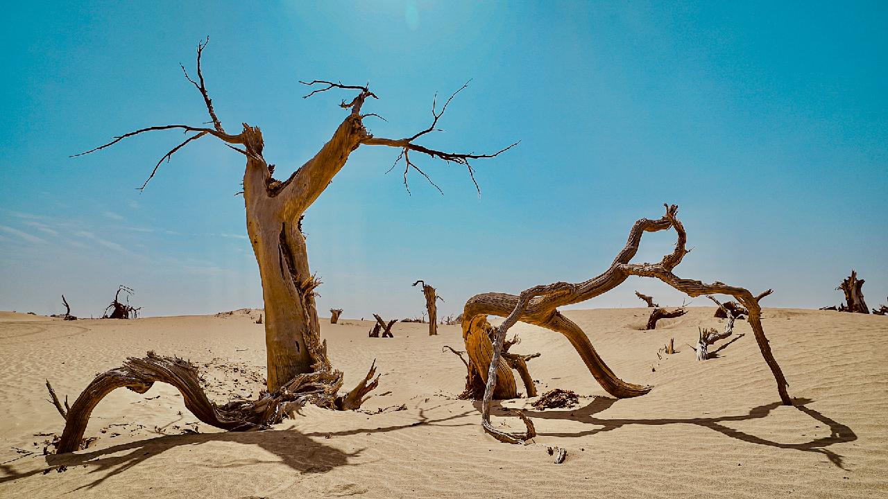 Niya Ruins: The lost kingdom buried under desert - CGTN