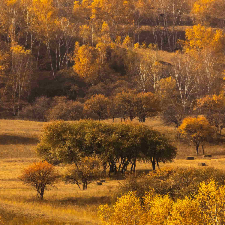 Colors of autumn in N China's Ulan Butong Grassland - CGTN
