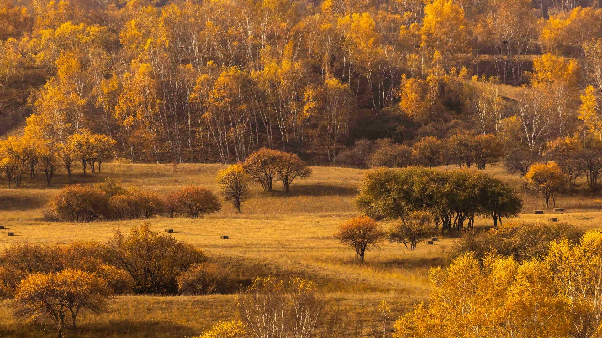 Colors of autumn in N China's Ulan Butong Grassland - CGTN