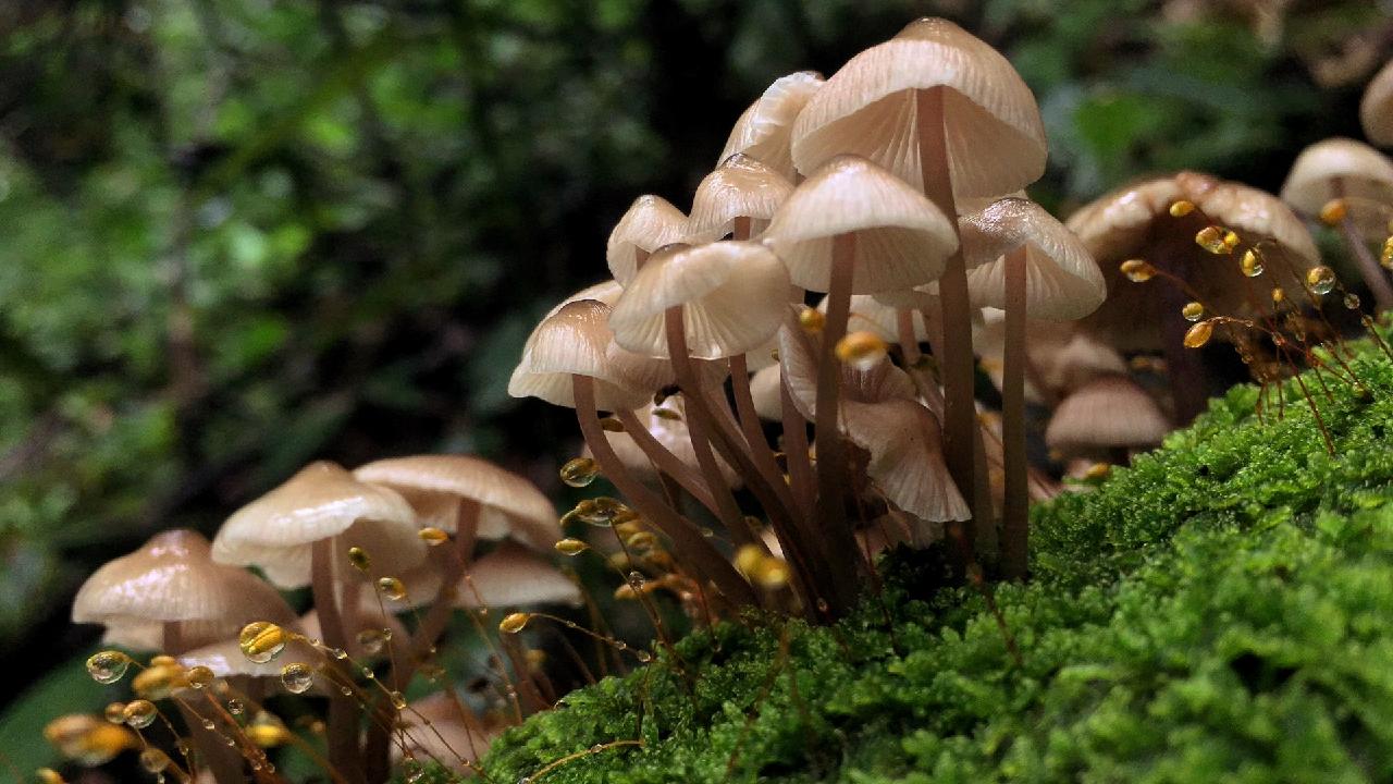 Nature's Observer: Adventure into the fungus world - CGTN