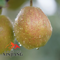 Live: Enjoy the delicate sweetness of pear feast in 'Pear City' Korla ...