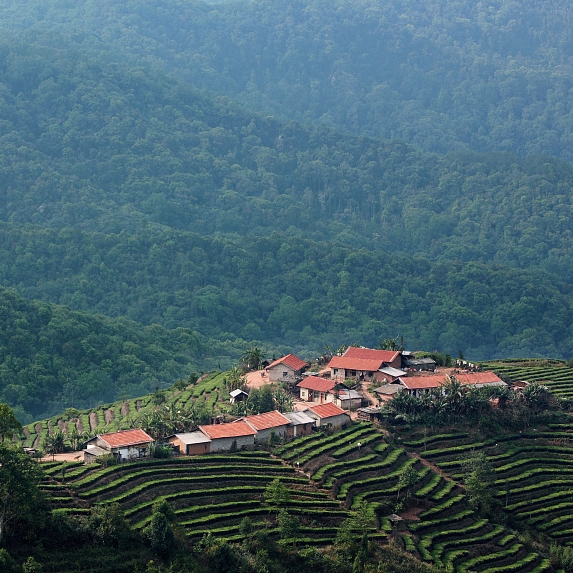 Take a deep breath in the ancient tea forest in SW China - CGTN