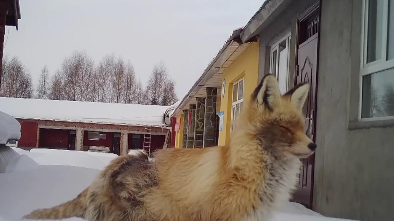 Altai Mountains of NW China see vibrant animal activities - CGTN