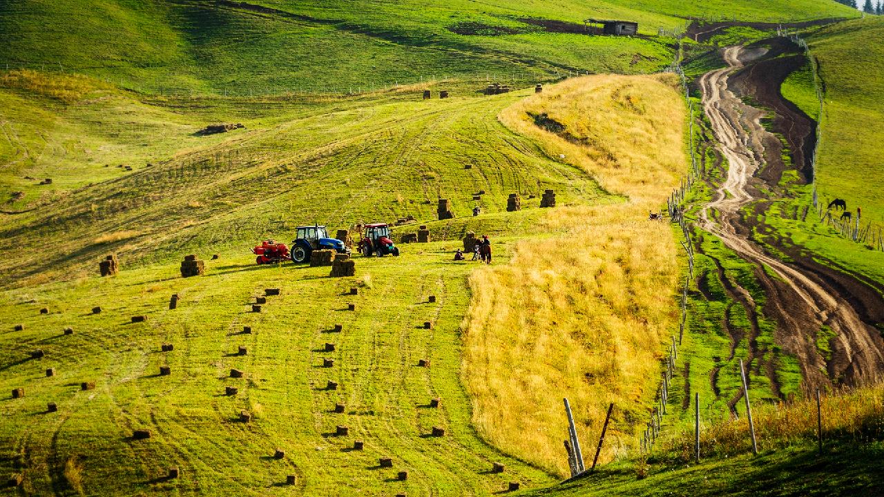 Stunning scene of a flax farm in Zhaosu County, NW China's Xinjiang - CGTN