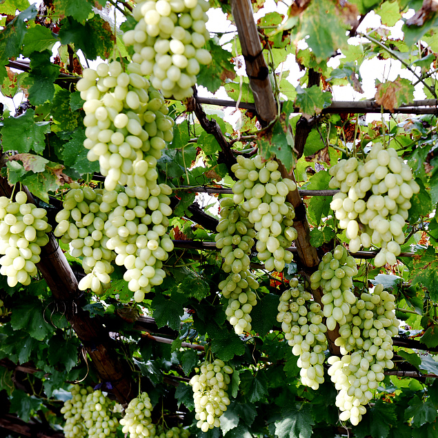 Live: Explore 1,800-year-old Xuanhua Grape Garden - CGTN